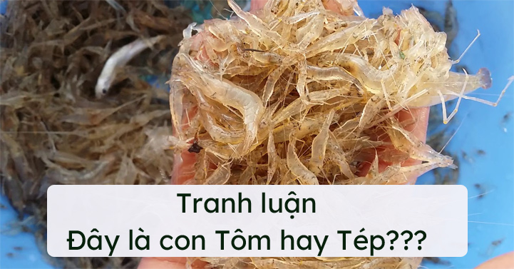Sự khác biệt giữa con tôm và con tép - Phân biệt con tôm và con tép